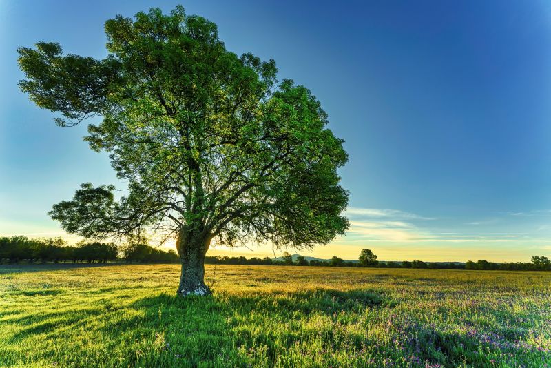 Balsam Tree & Shrub Care